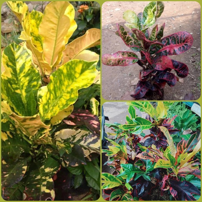 Jual Tanaman Hias 3 Macam Jenis Puring Oscar Zet Kerupuk | Shopee Indonesia