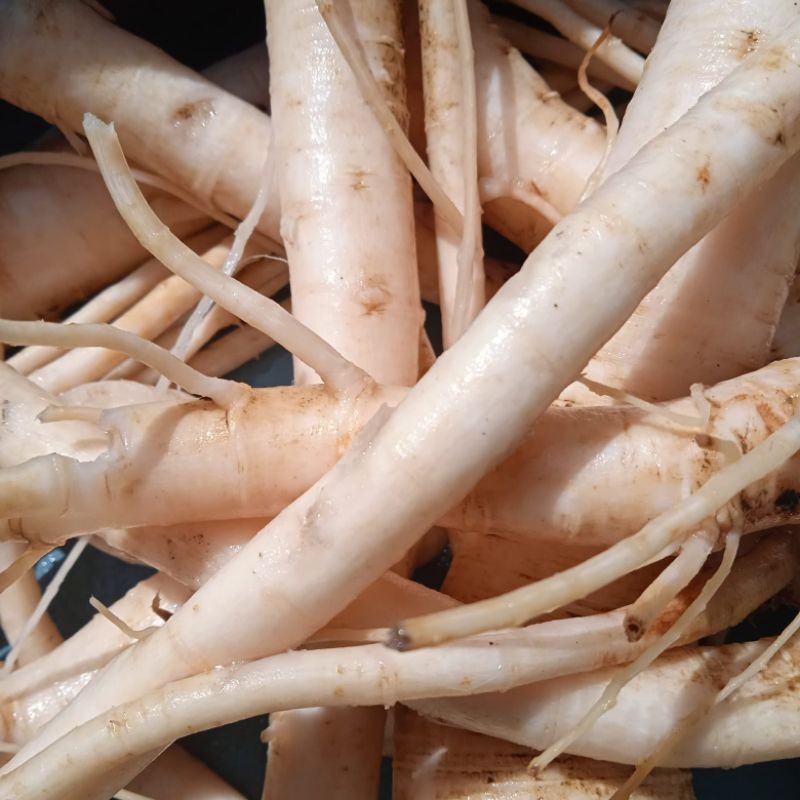 Jual Akar pepaya jantan segar per 1 kg | Shopee Indonesia