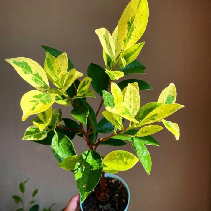 Jual tanaman ficus benjamin varigata golden beringin varigata | Shopee ...