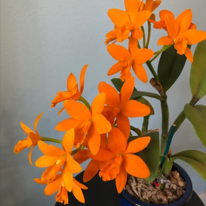 Jual BUMI ORCHIDS Cattleya Young Min Orange x self (Seedling) - Foresta ...