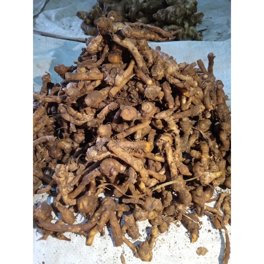 Jual Temu Kunci 1 kg Empon Empon Segar Tua Murah [COD] | Shopee Indonesia