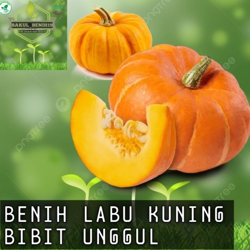 Jual ORDER!! 100+ BIJI BENIH WALOH/LABU KUNING BIBIT UNGGUL SIAP TANAM ...