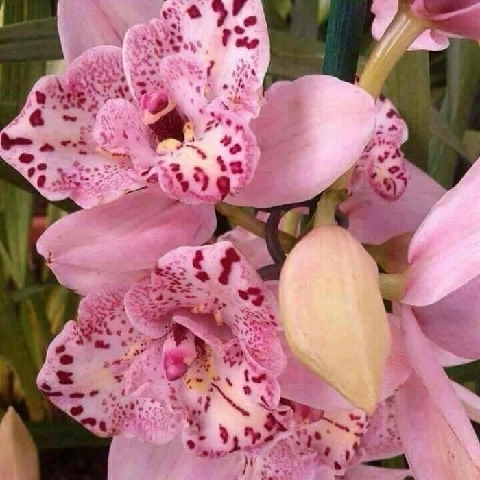 Jual ( BISA BAYAR DI TEMPAT ) tanaman hias Anggrek Dendrobium bunga ...