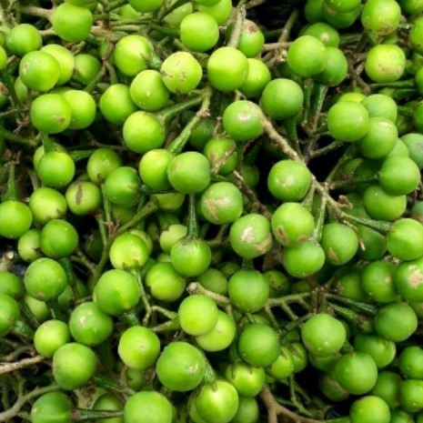 Jual Sayur rimbang tekokak leunca cengkokak takokak 100 gr | Shopee ...