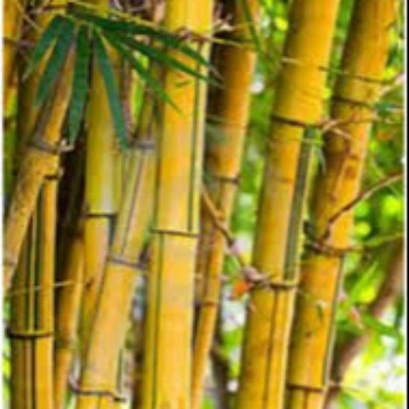Jual Bibit Tanaman Bambu Ampel Kuning 100 cm Jumbo Bambu Kuning besar ...