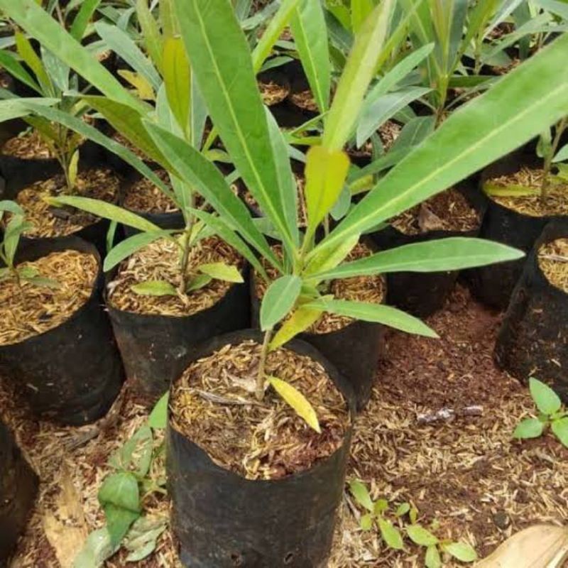 Jual Bibit Tanaman Tabebuya bunga kuning - bunga sakura kuning | Shopee ...