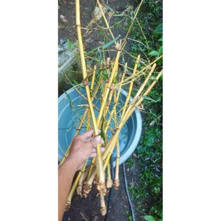 Jual Bambu kuning - bibit bambu kuning tinggi 1 meter-bibit bambu ampel ...