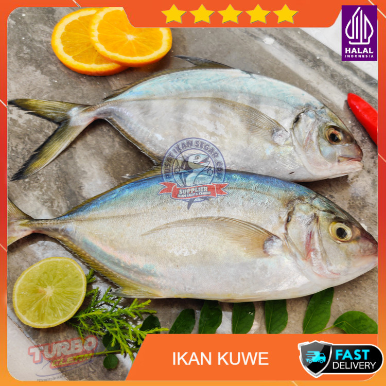 Jual Ikan Kuwe / Ikan Kue 1Kg Fresh & Frozen | Shopee Indonesia