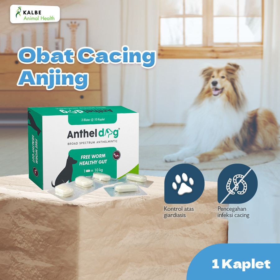 Jual ANTHEL DOG 1 Tablet Obat Cacing Anjing Hewan Spektrum Luas Kalbe ...