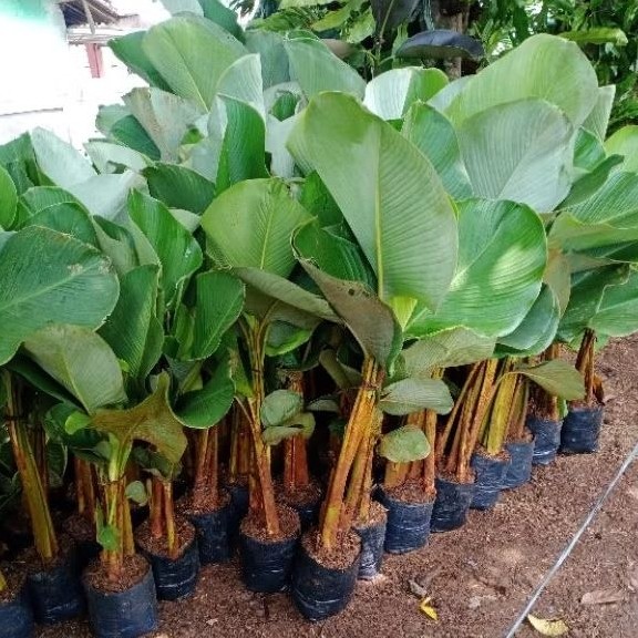 Jual Tanaman Hias Pisang Calathea Luthea - Kalatea Lutea Bedak | Shopee ...