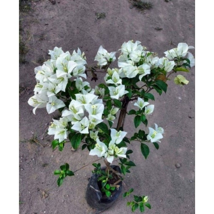 Jual TANAMAN HIAS BUGENVIL PUTIH BANGKOK - BUNGA KERTAS - TANAMAN HIAS ...