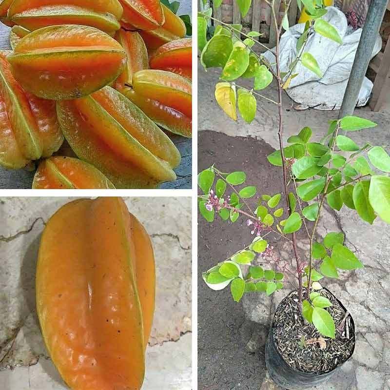 Jual Tanaman Bibit Buah Okulasi BELIMBING Hidup 60cm++ (Macam - Macam ...