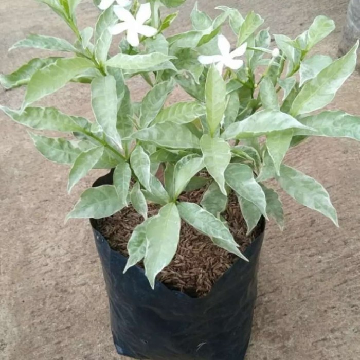 Jual Tanaman Hias Sabrina Putih Melati Rombusa Bunga Mini | Shopee ...