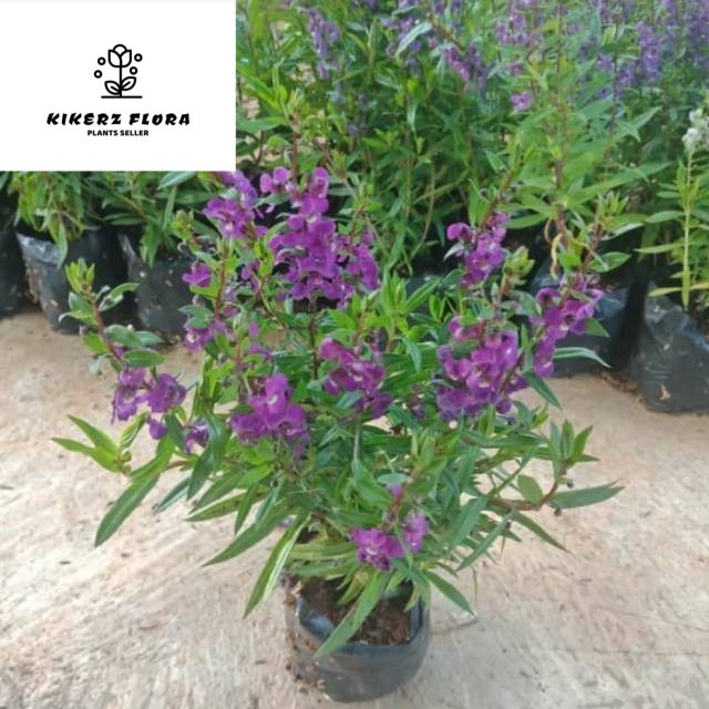 Jual tanaman bunga Lavender lokal bisa untuk pengusir nyamuk | Shopee ...