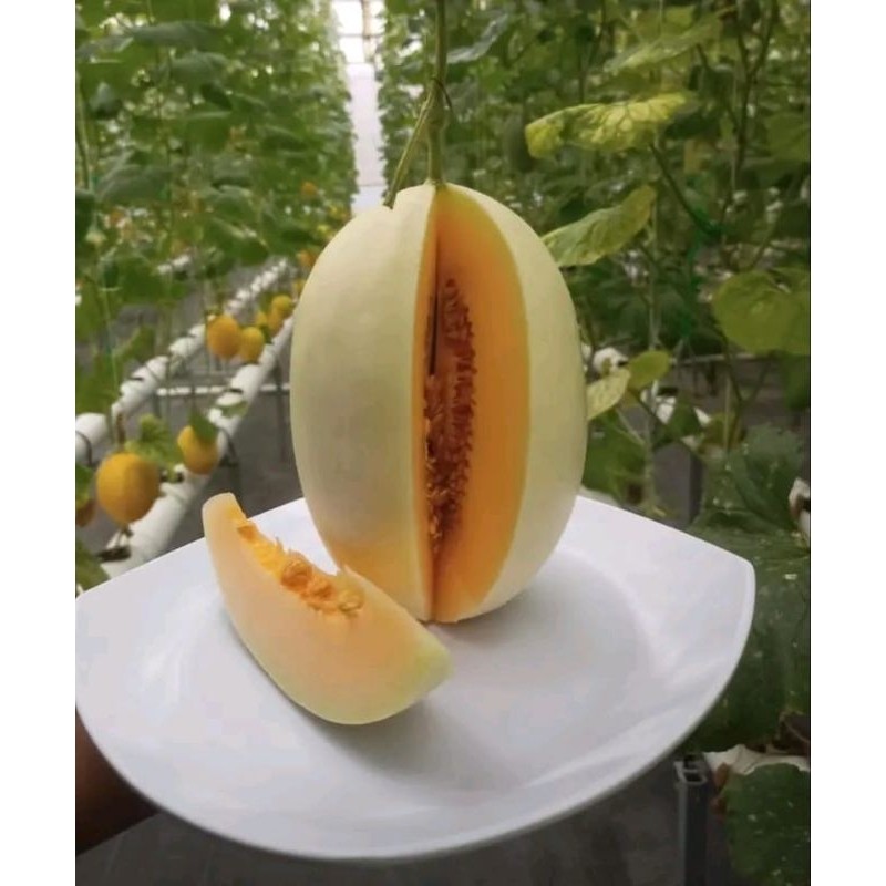 Jual 150+ BENIH MELON SWEET NET 9 - RIPACK SIAP TANAM BIBIT BUAH UNGGUL ...