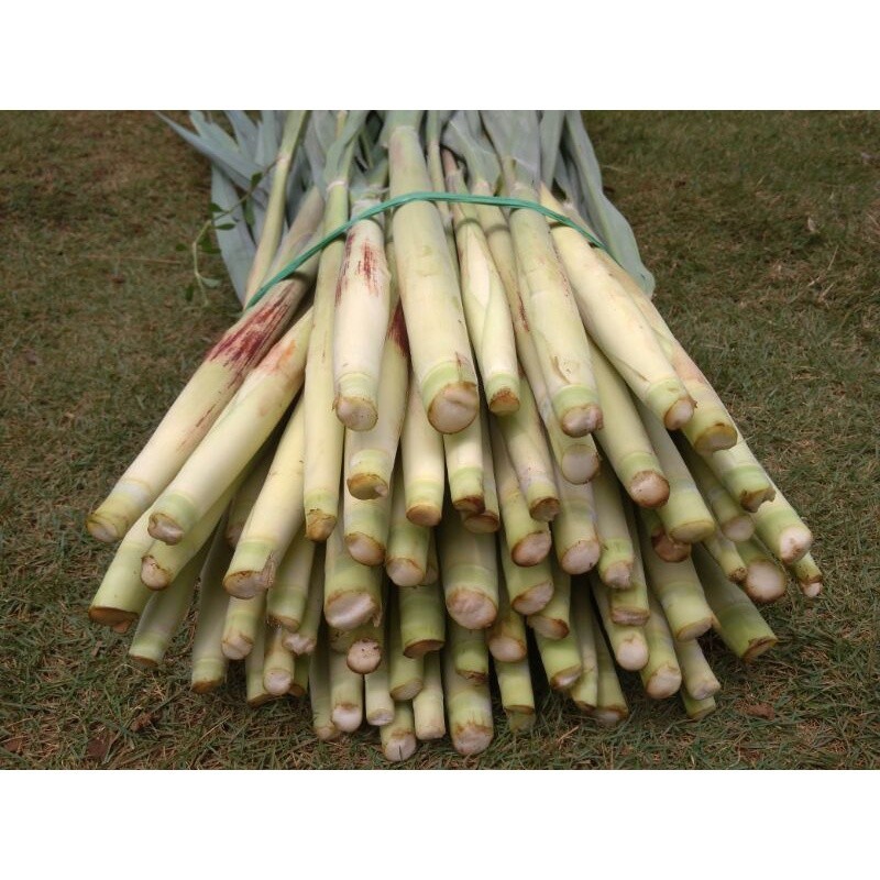 Jual Sayuran segar,Terubuk,tebu telor 500g | Shopee Indonesia