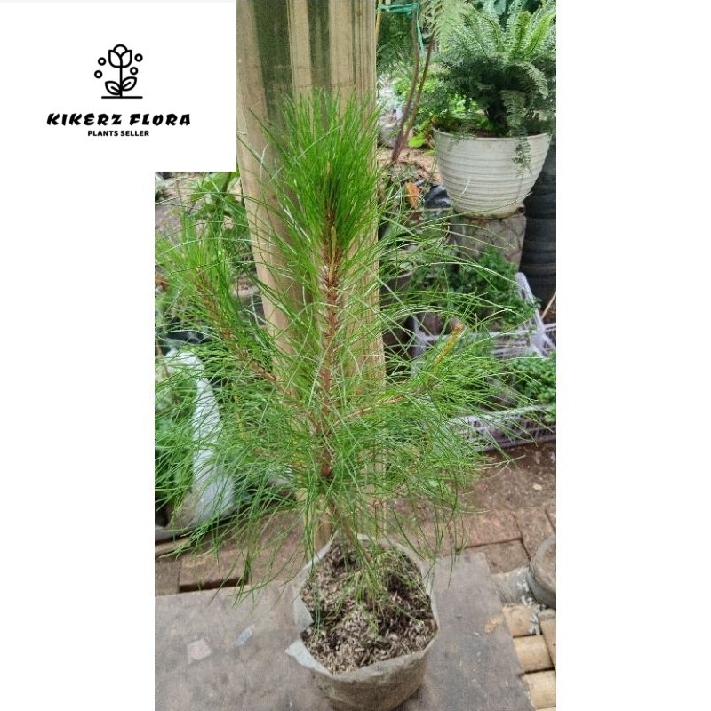Jual BIBIT POHON PINUS MERKUSI TINGGI 30-50CM | Shopee Indonesia