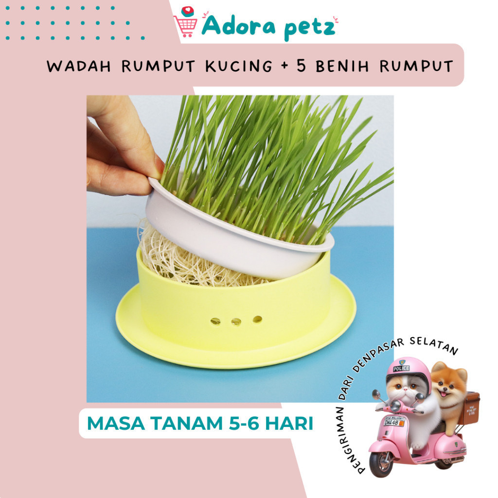 Jual Rumput Kucing Indoor, Hidroponik Rumput Untuk Kucing, Rumput ...