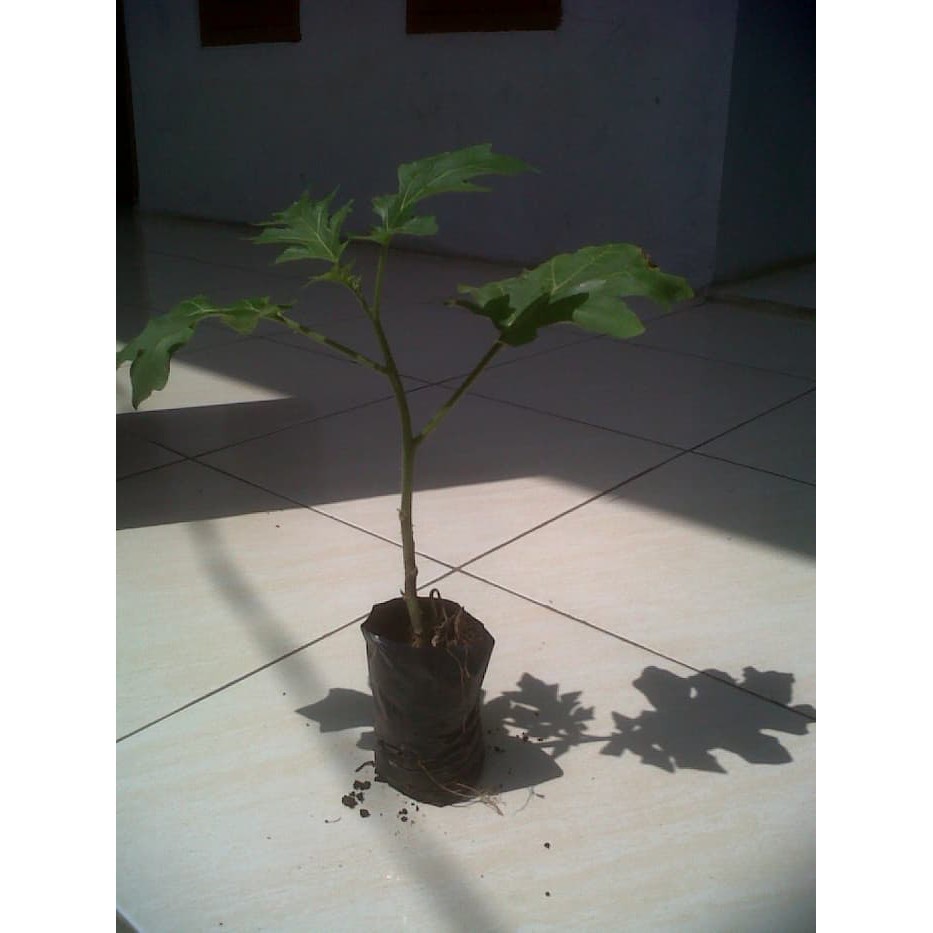 Jual Pohon takokak segar - takokak / Tekokak / solanum torvum | Shopee ...