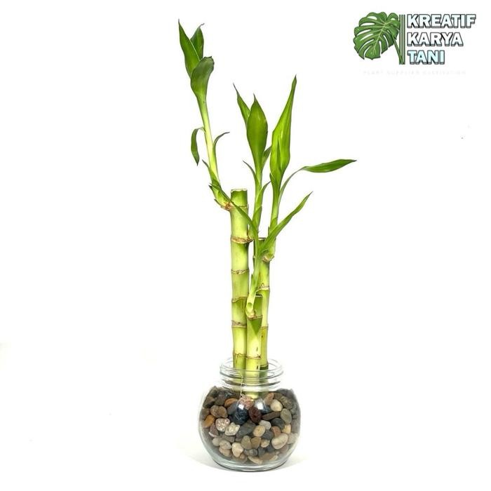 Jual Bambu hoki lucky bamboo tanaman yang bisa hidup di air - Lucky ...