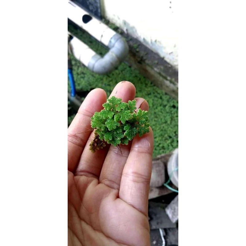Jual PROMO AWAL TAHUN Bibit azolla pinata benih azola microphyla pakan ...