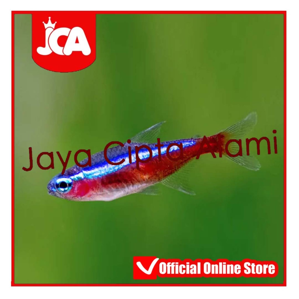 Jual Dekorasi Ikan Neon Cardinal Tetra Blue and Red Tetra Schooling ...