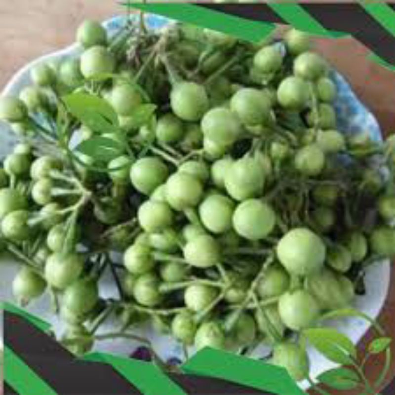 Jual BUAH POKAK/TAKOKAK 500 GRAM SEGAR FRESH Di PETIK LANGSUNG | Shopee ...