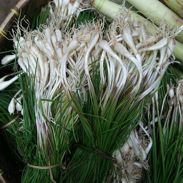 Jual sayur kucai super/bibit tanaman sayur kucai super panjang/daun ...