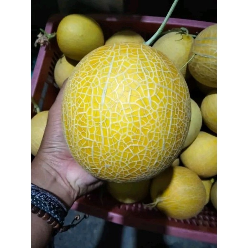 Jual READY!! 150++ BENIH MELON INTHANON RZ HIBRIDA F1 BIBIT BUAH UNGGUL ...