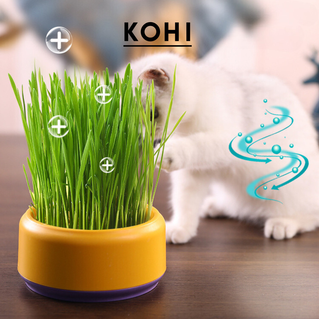 Jual KOHI Pot Rumput Kucing Wadah Tanam Tumbuh Benih Gandum Cat ...