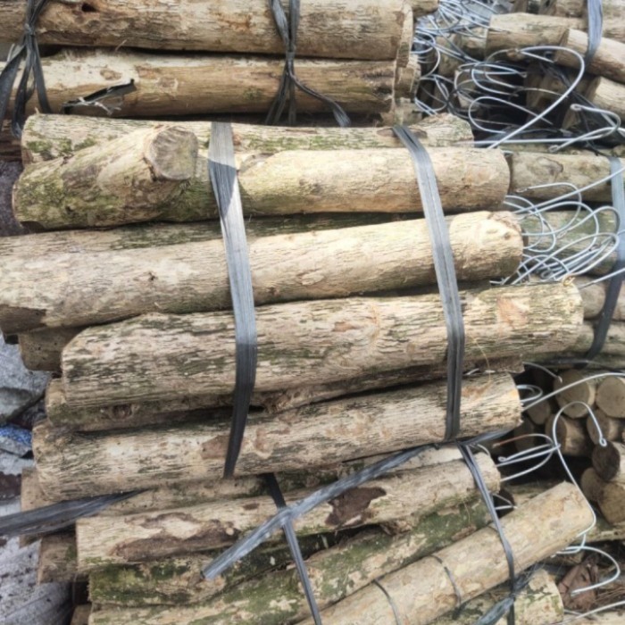 Jual kayu kopi media tanam anggrek dan tanaman gantung (STP) | Shopee ...