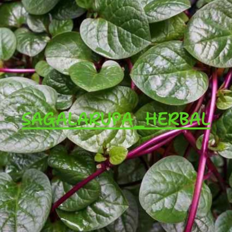 Jual JUAL DAUN BINAHONG ISI 50 LEMBAR SEGAR DI PETIK LANGSUNG | Shopee ...