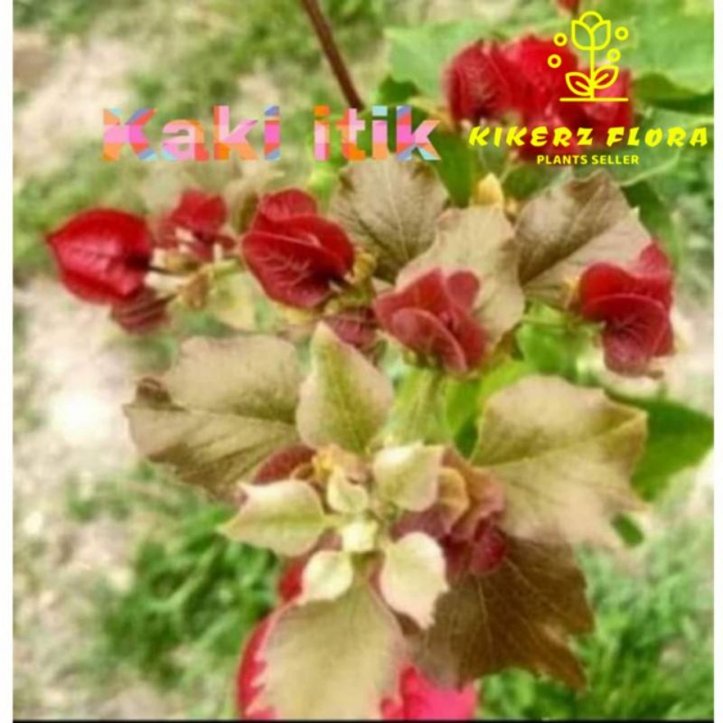 Jual BUGENVIL KAKI ITIK(ORIGINAL)IMPORT | Shopee Indonesia