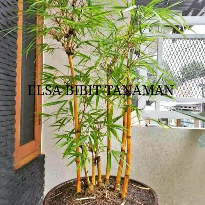 Jual TANAMAN BAMBU KUNING ASLI BUAT PAGAR (COCOK DI TARUH POT) AF ...