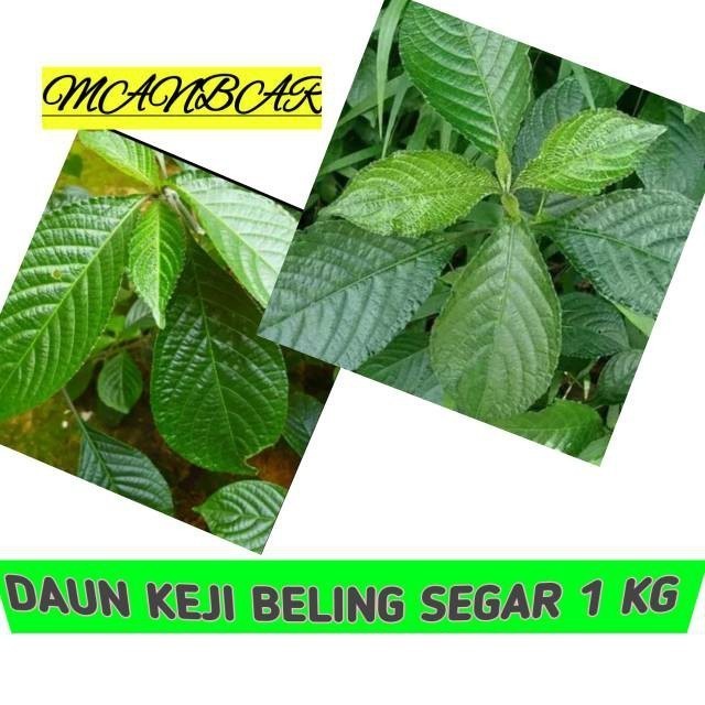 Jual daun pecah beling atau daun keji beling 1kg | Shopee Indonesia