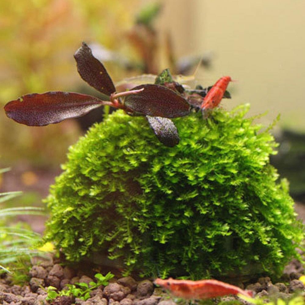Jual Safe Nutritious Marimo Moss Ball Filter Live Aquarium Plants Fish ...