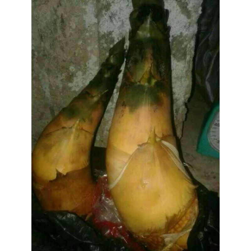 Jual Rebung Bambu Kuning Asli 600 gram rebung bambu kuning herbal kaya ...