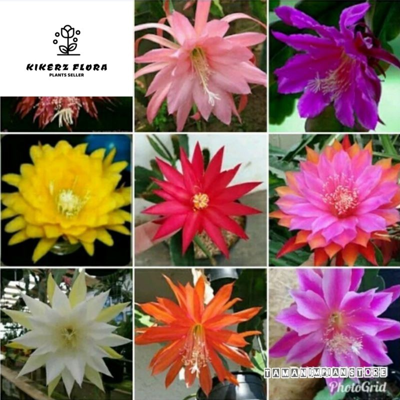 Jual ( BUNGA HIDUP ) Paket 9 Wijaya Kusuma Bunga Warna Warni Tanaman ...