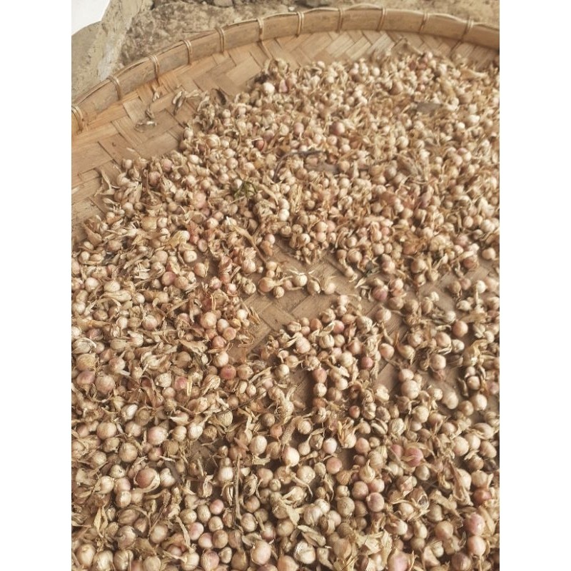 Jual Buah kapol sgar 500 gr kapol basah | Shopee Indonesia