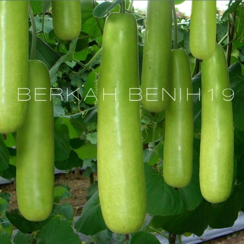 Jual SUPERAN!! 100+ BENIH LABU AIR / BLONCENG JUMBO SUPERAN BIBIT ...