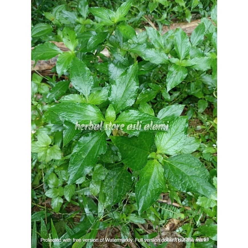 Jual daun legetan atau daun jotang segar #terlaris | Shopee Indonesia