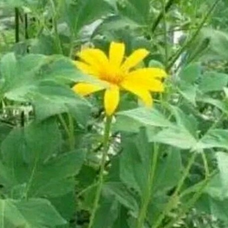 Jual daun insulin /daun paitan segar untuk herbal per 250grm | Shopee ...