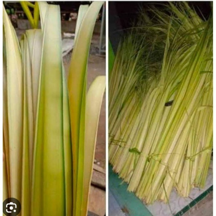 Jual Janur Kelapa Kuning Kiloan Isi Lebih Banyak 1 kg Daun Kelapa Muda ...