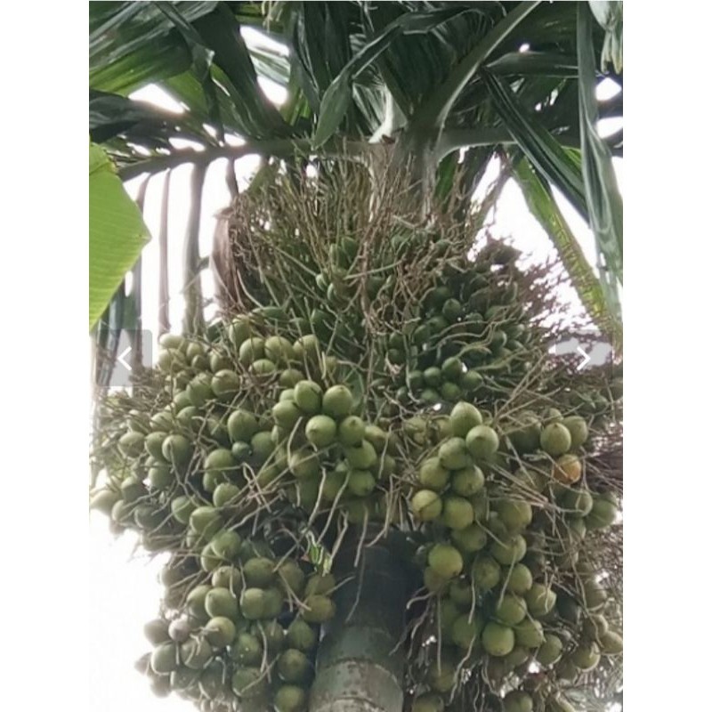 Jual Buah Jambe Muda, Buah Pinang Muda Segar 1kg | Shopee Indonesia