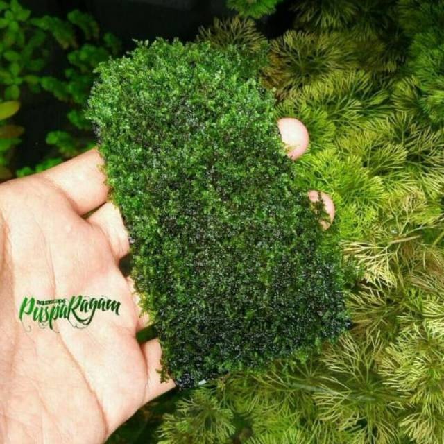 Jual Moss lempeng java - tanaman aquascape aquarium dan kolam ( 456 ) | Shopee Indonesia