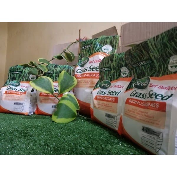 Jual Benih Biji Rumput Bermuda Grass Scotts kemasan 5 lb 2.26 kg ...