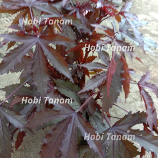 Jual bibit red panama bahan bonsai siap tanam bibit teh merah bibit ...