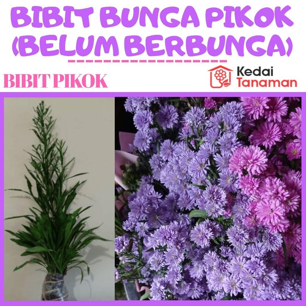 Jual Bibit Bunga Pikok (Belum Berbunga) | Shopee Indonesia
