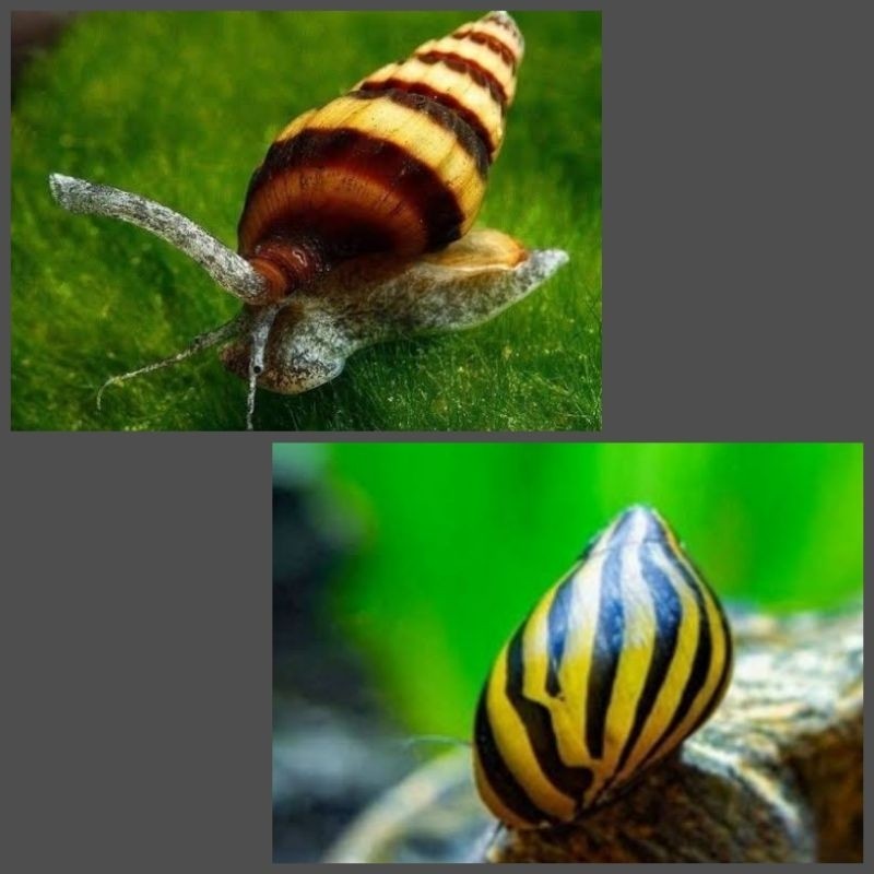 Jual Paket Keong Aquascape Isi 20 Ekor(10 Keong Turbo, 10 Keong Assasin ...