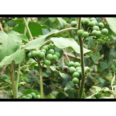 Jual Buah Takokak 500gr Tekokak Cepokak Terung Pipit Segar (Solanum ...